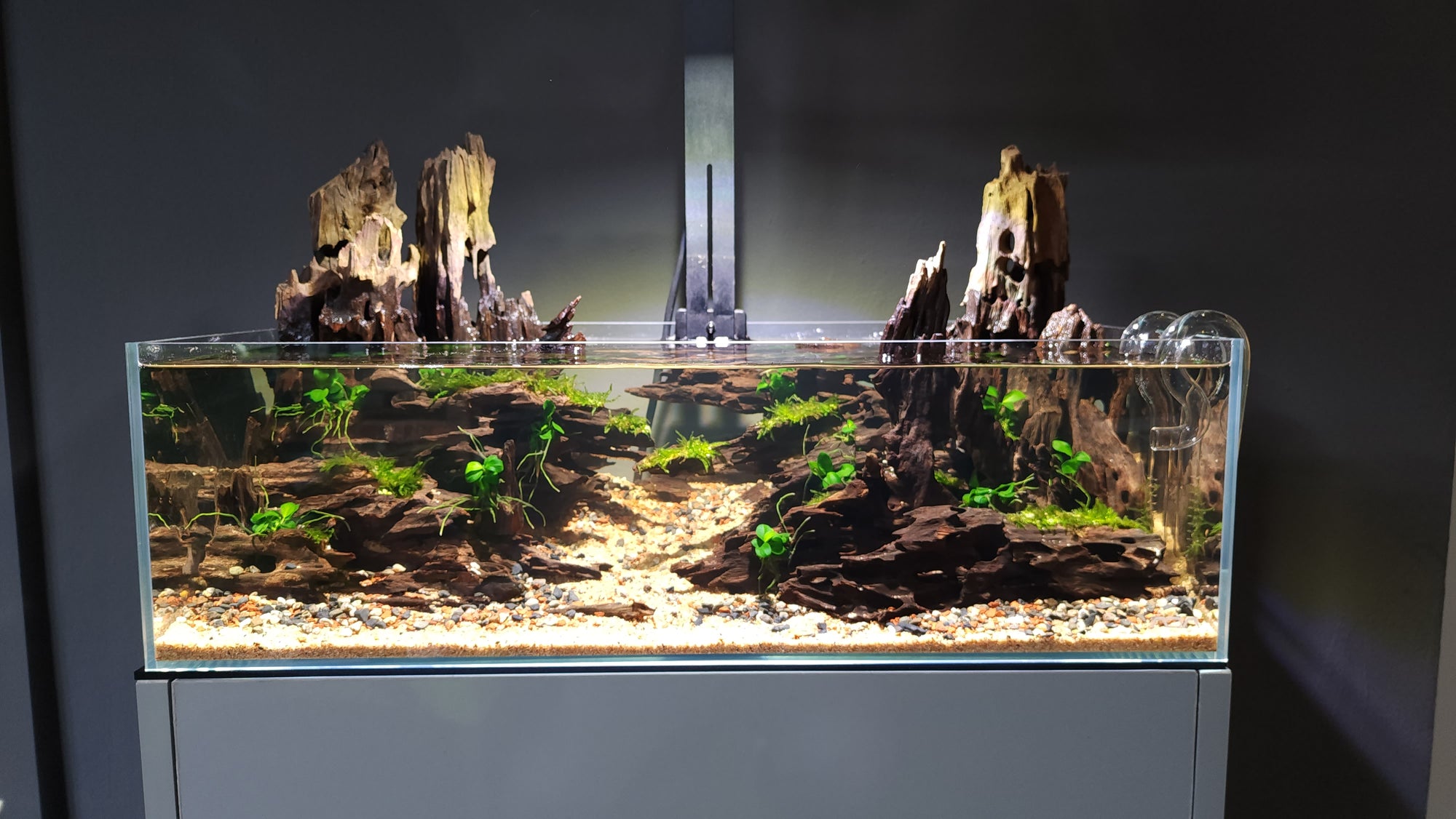 ADA Cube Garden Shallow 60-F 60x30x18 – GD 7 – Acquature Living Art