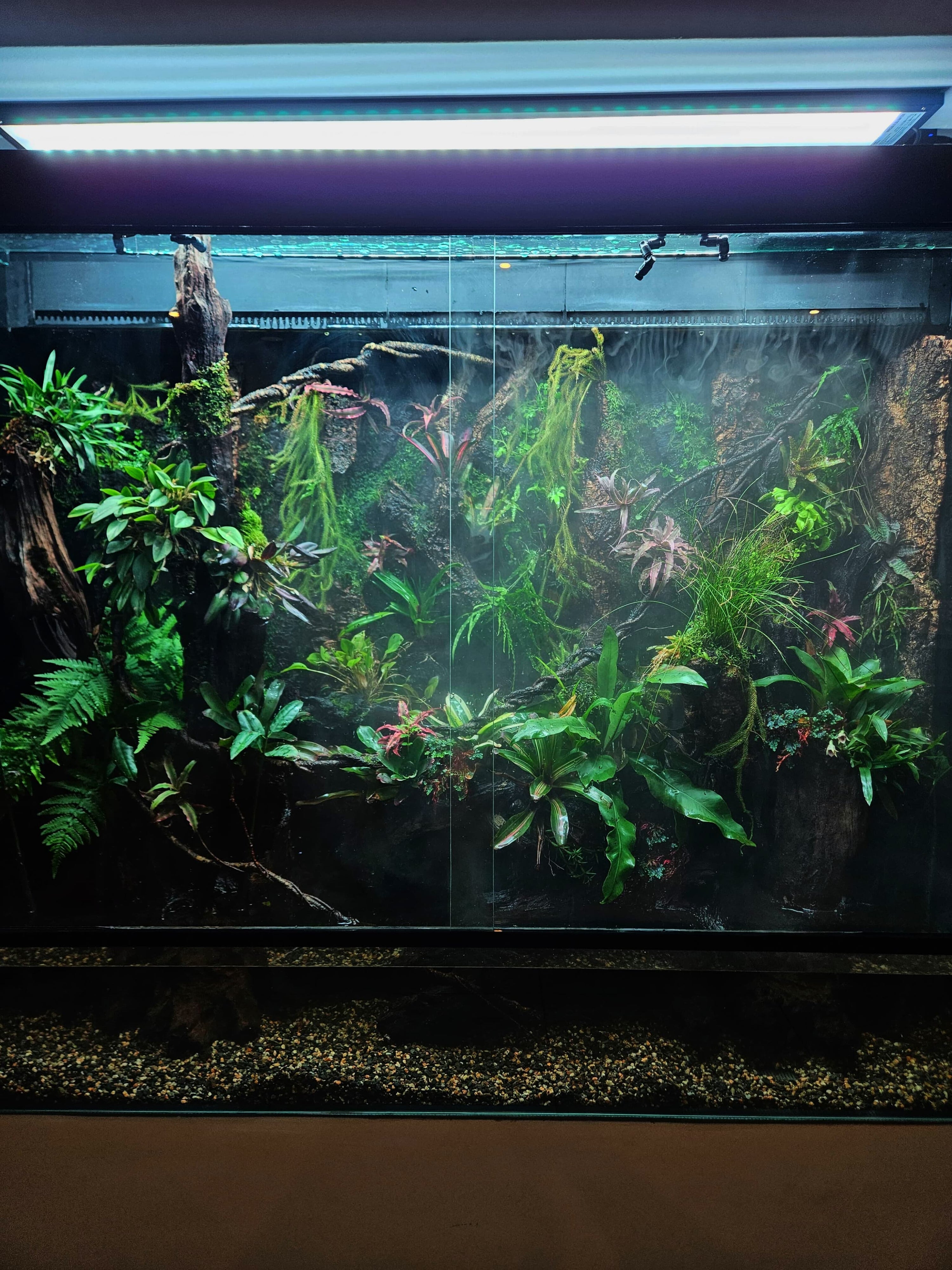 Experts in Aquascaping, Terrariums and Paludariums. – Acquature Living Art