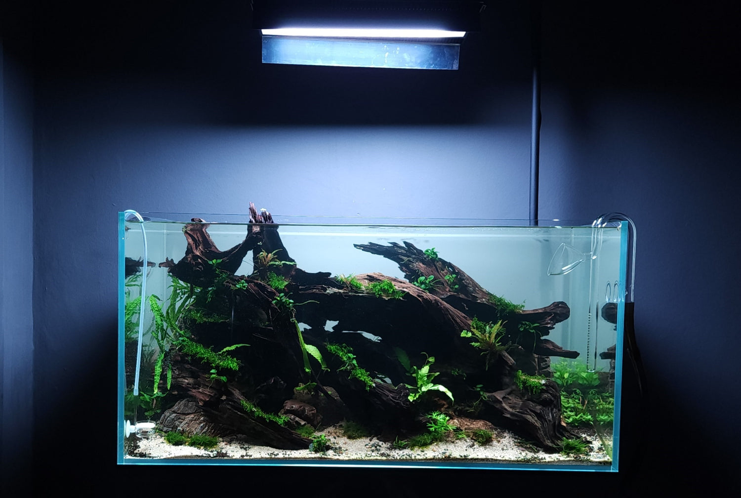 ADA Cube Garden 90-P W90×D45×H45 - GD4 – Acquature Living Art