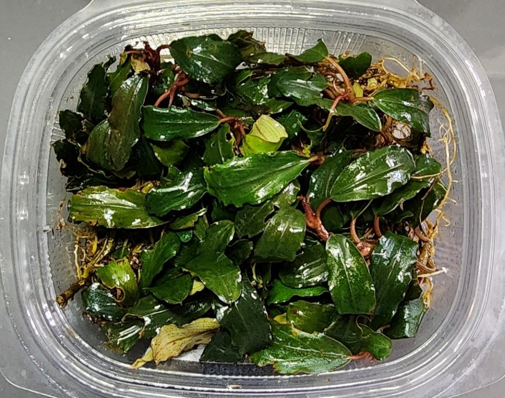 Aquatic Plants – Acquature Living Art